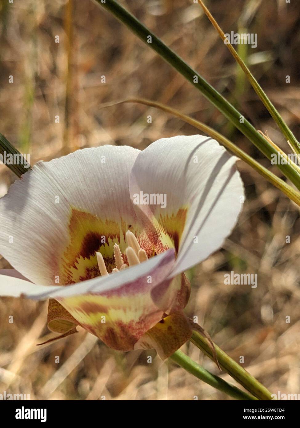 clay mariposa lily (Calochortus argillosus), Plantae, Farm Hills ...