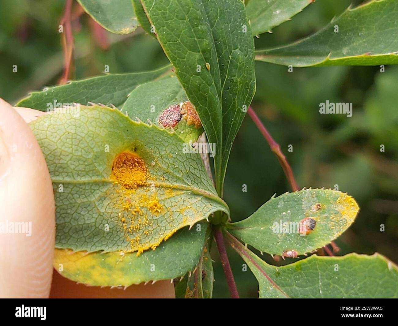 cereal rusts (Puccinia graminis), Fungi, 48297 Kaunas, Lietuva Stock ...