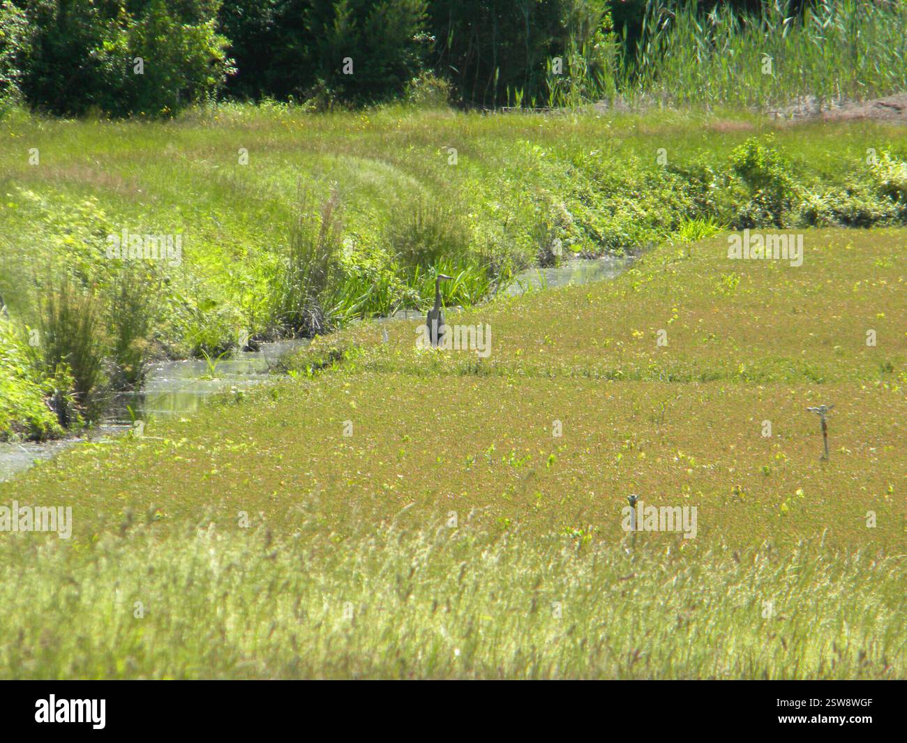Great Blue Heron (Ardea herodias), Aves, Aucoot creek cranberry bog ...