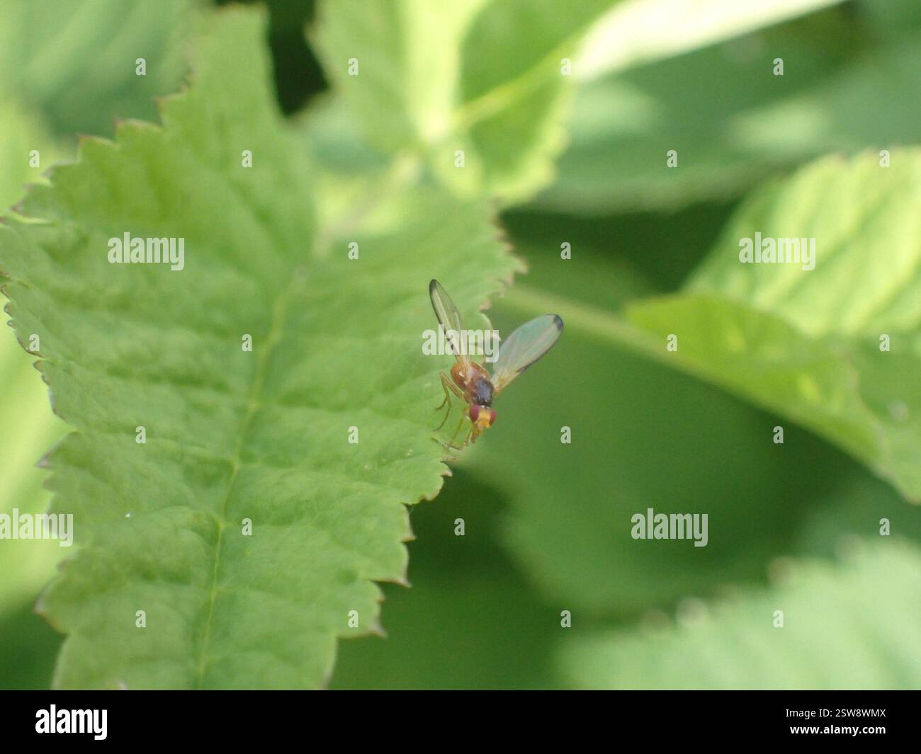(Temnosira saltuum), Insecta, Karksi-Nuia, Viljandi County, Estonia ...