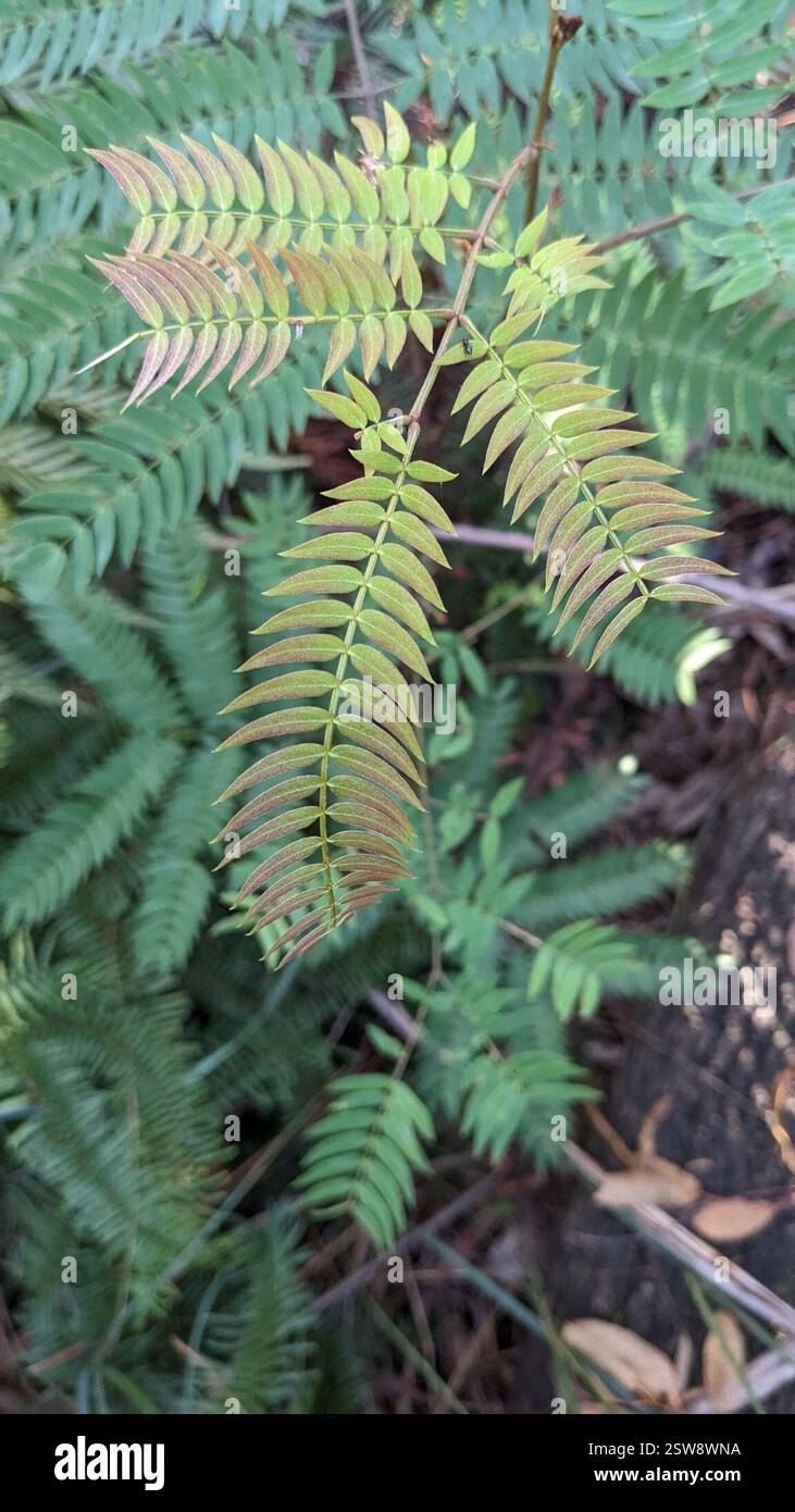 Cedar wattle (Acacia elata), Plantae, Blue Mountains, AU-NS, AU Stock ...