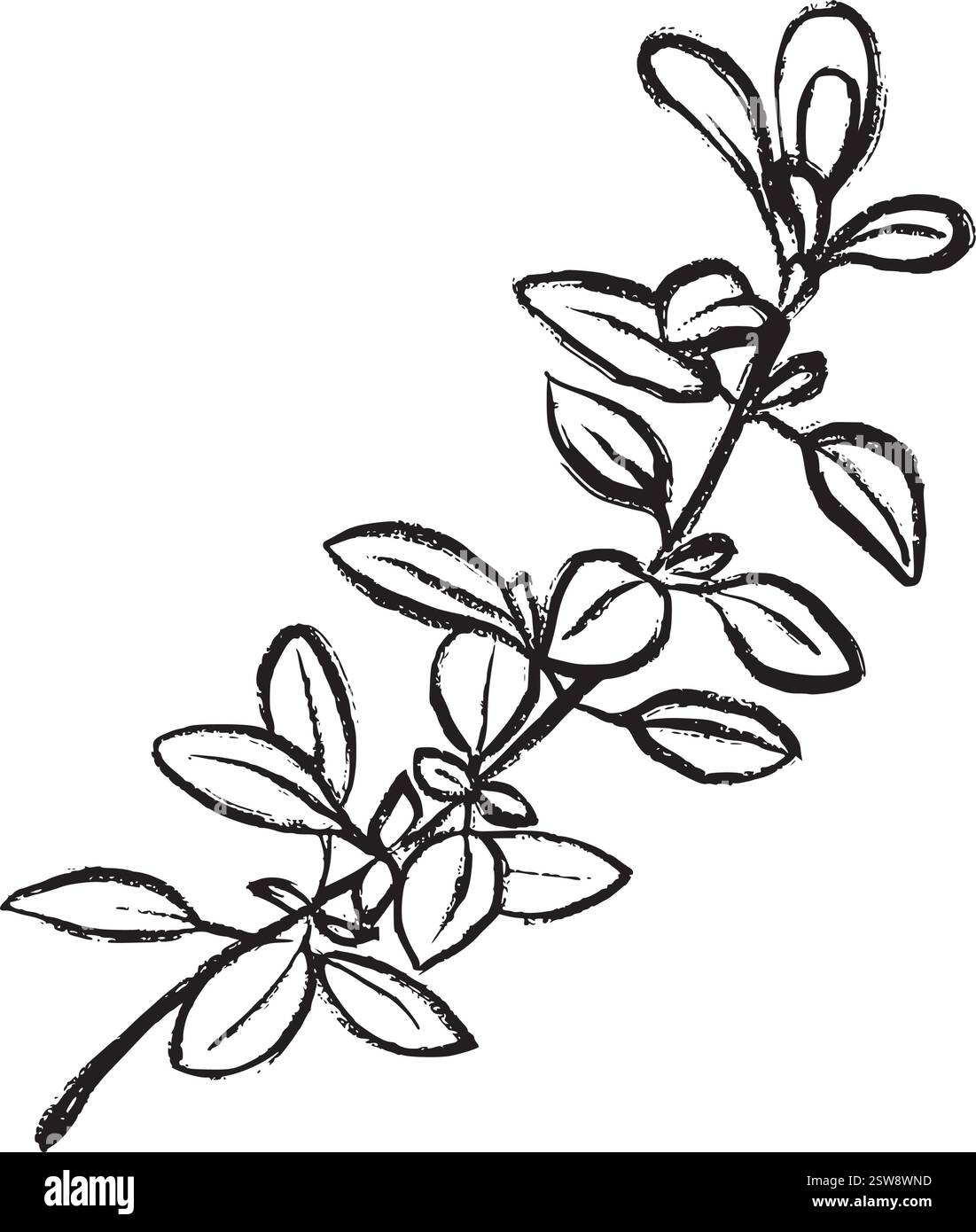 Black and white vector line drawing of a thyme branch. Ideal for ...