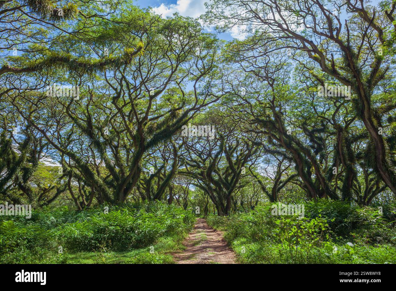Green canopy in ancient tropical forest. Woodland walk past giant ...