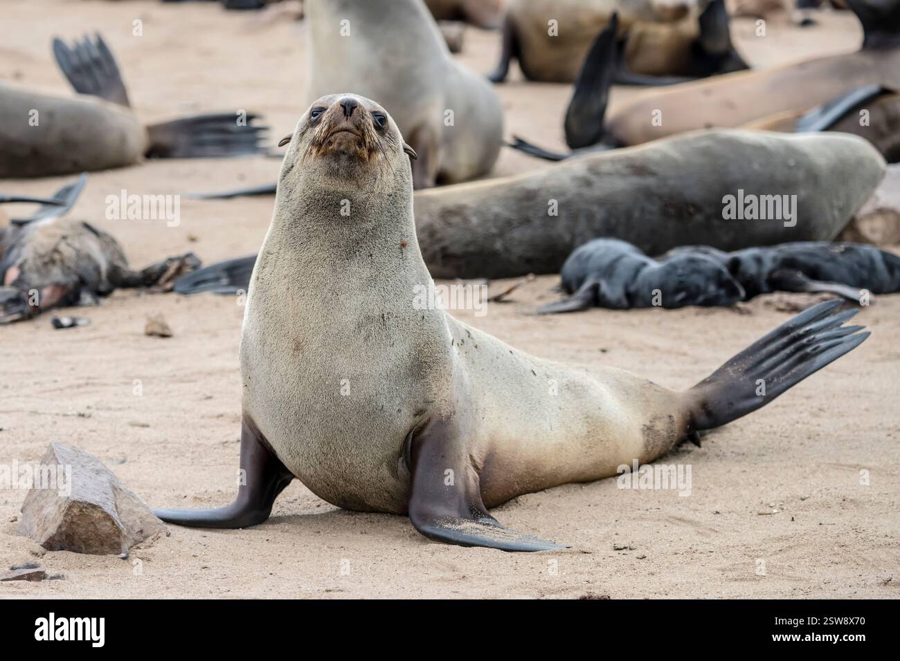 seal on sand at large colony, shot in bright late spring light at Cape ...
