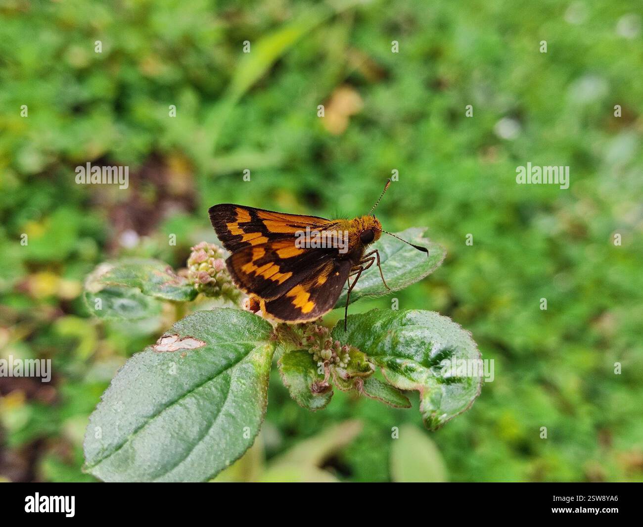 Indian Dart (Potanthus pseudomaesa), Insecta, Kumplampoika, Kerala ...