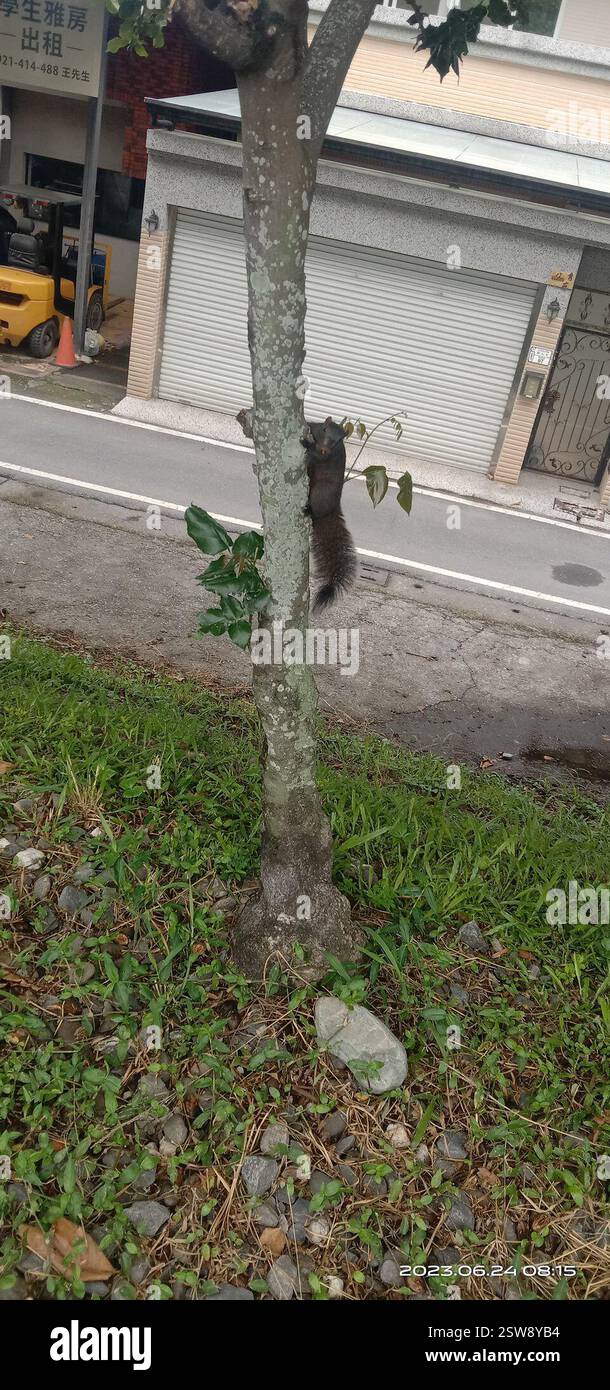 Taiwan Squirrel (Callosciurus erythraeus thaiwanensis), Mammalia, 950 ...