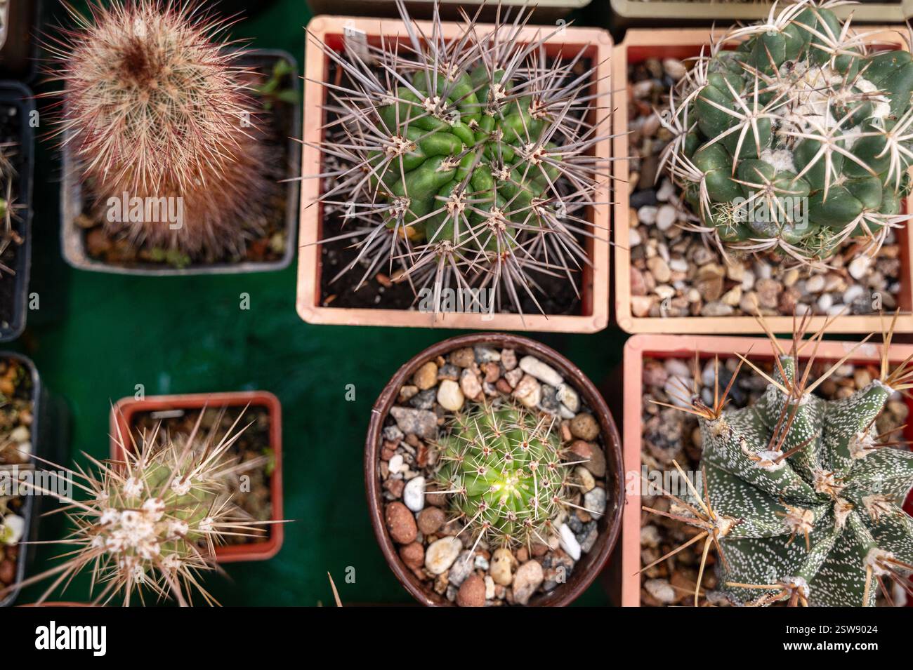A diverse collection of potted cacti displayed in a garden nursery Stock Photo - Alamy