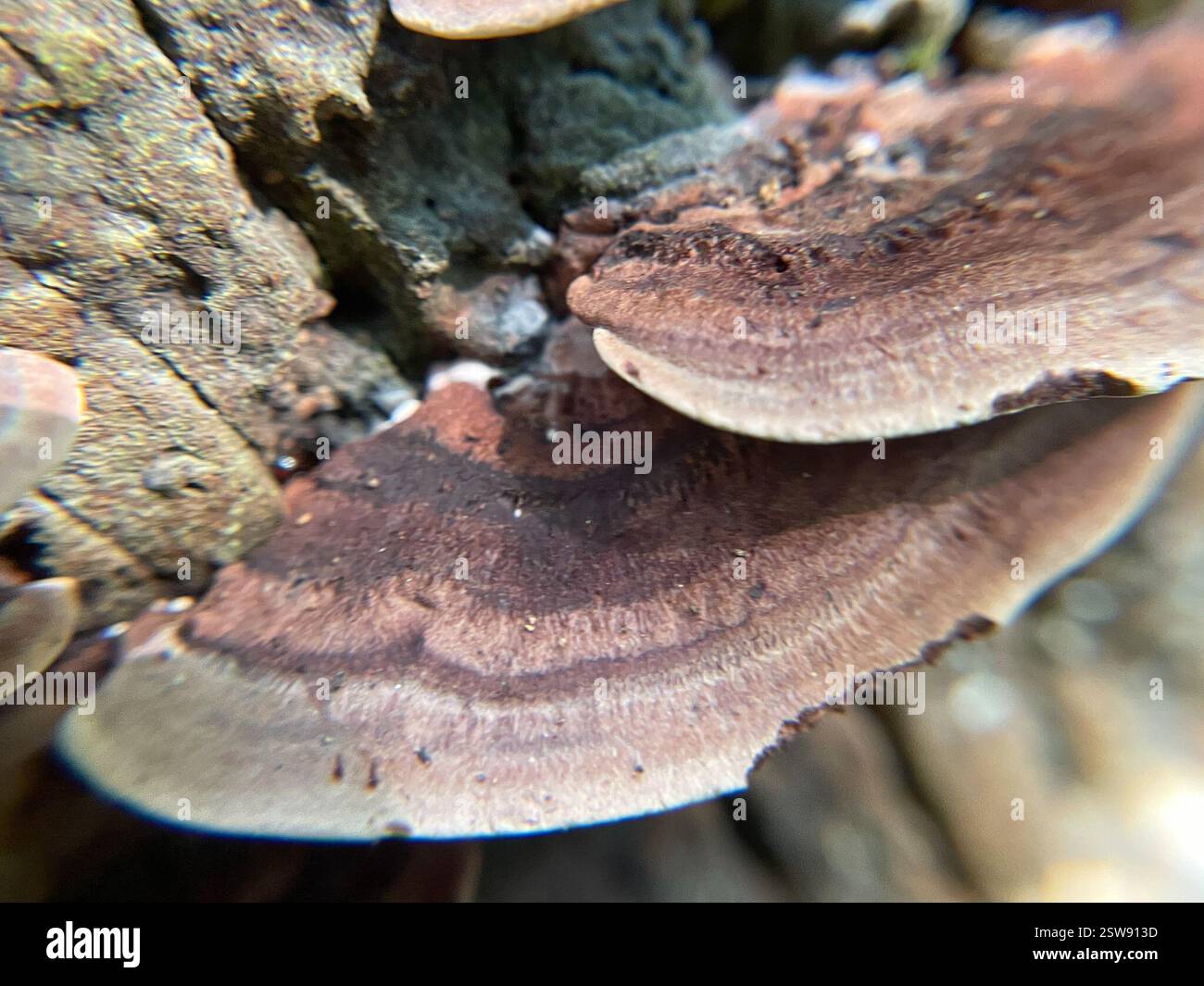 shelf fungi (Polyporales), Fungi, Pahala, HI 96777, USA Stock Photo - Alamy