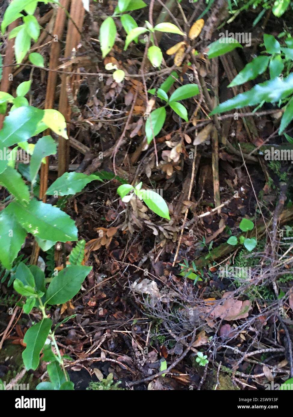 Kauri (Agathis australis), Plantae, Kauri Park neighbourhood ...