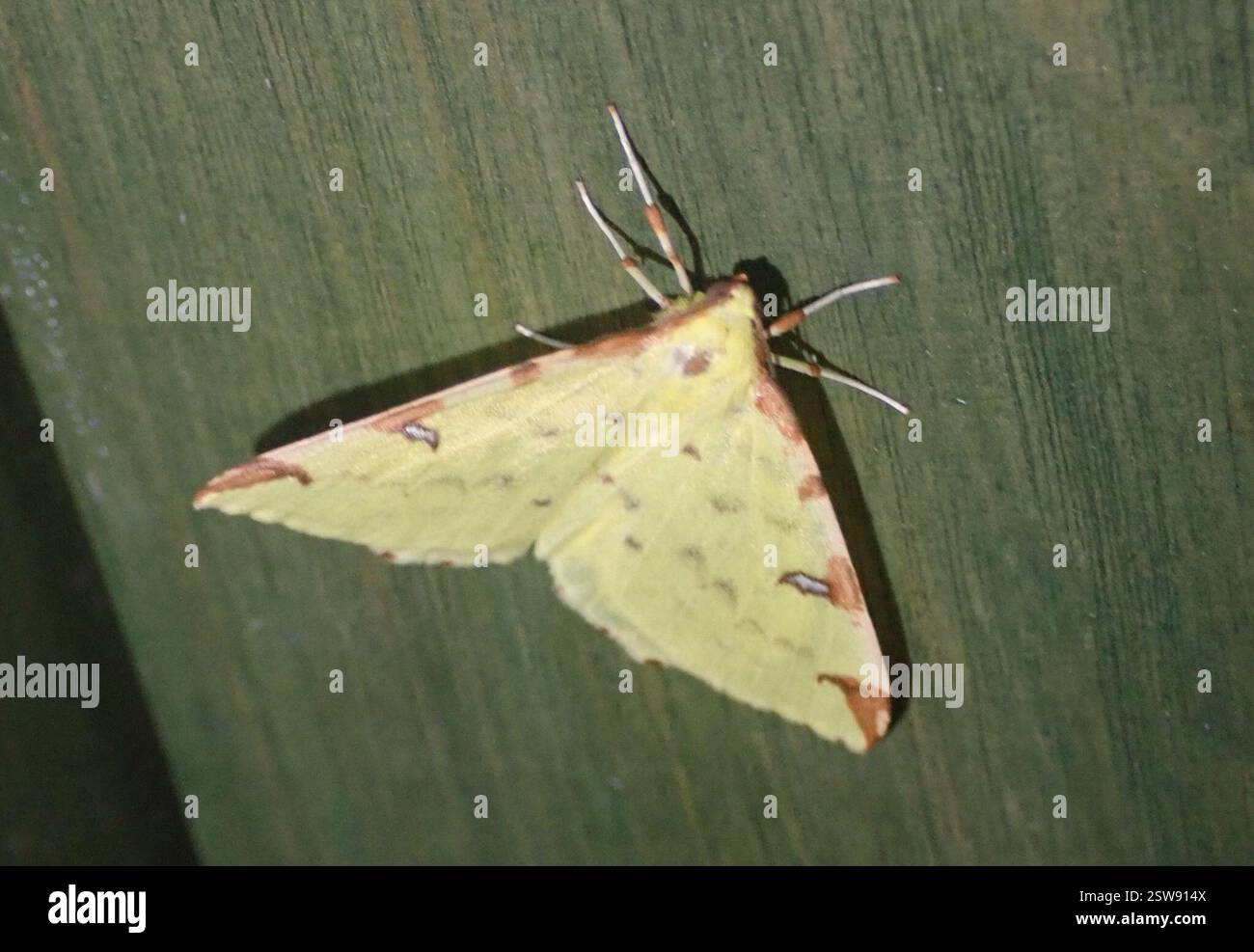 Brimstone Moth (Opisthograptis luteolata), Insecta, Duntocher ...