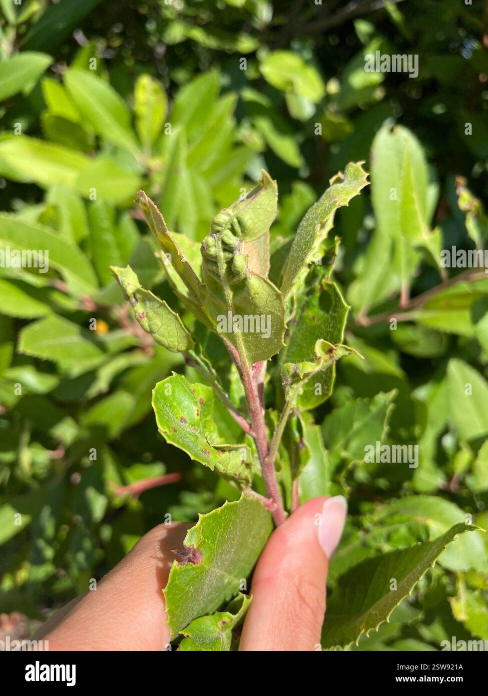 toyon gall thrips (Liothrips ilex), Insecta, East San Jose, San Jose ...