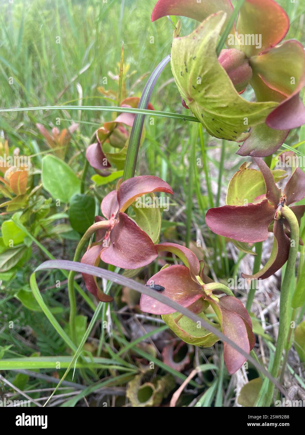 Southern Purple Pitcher Plant (Sarracenia purpurea venosa), Plantae ...