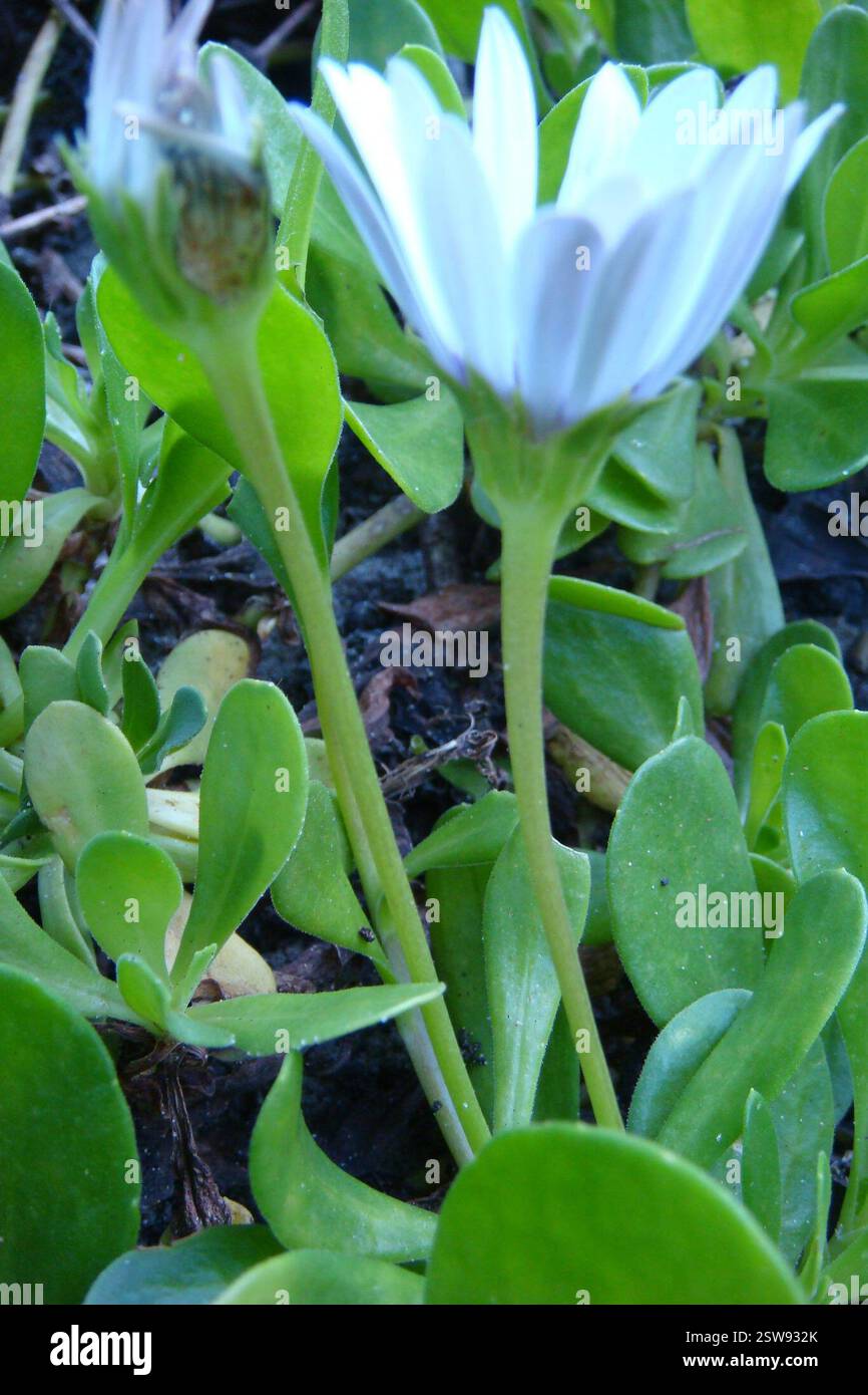 trailing African daisy (Dimorphotheca fruticosa), Plantae, Ivy Beach ...