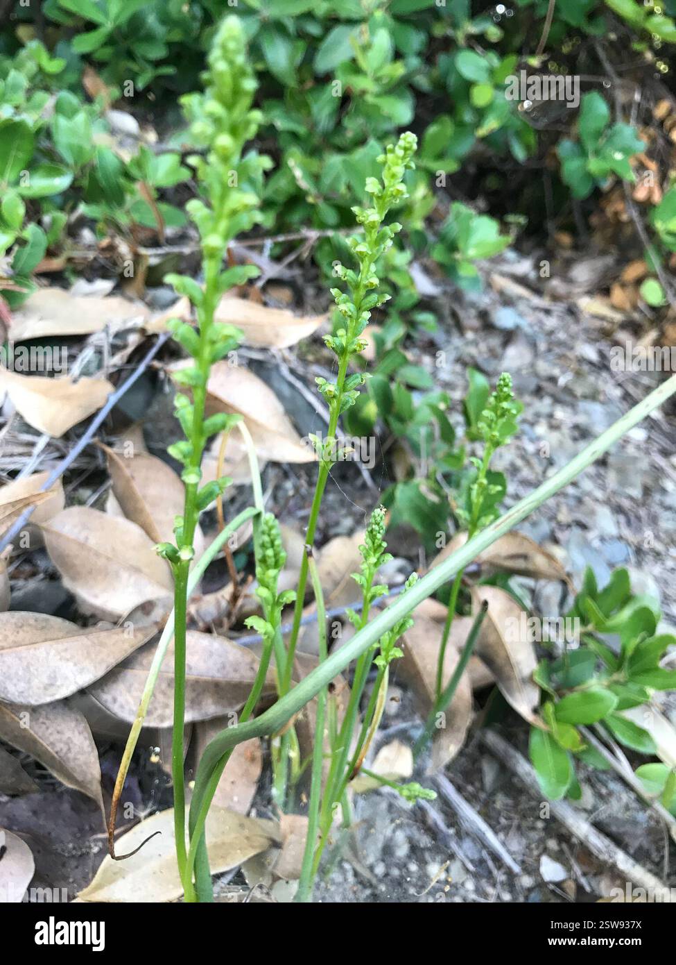 common onion-orchid (Microtis unifolia), Plantae, Kamikoshikicho Segami ...