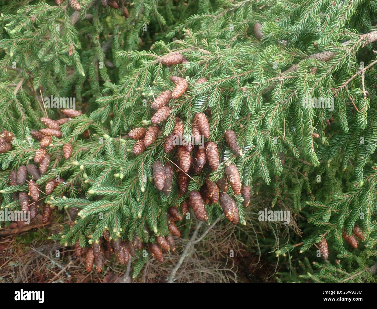 red spruce (Picea rubens), Plantae, Steuben, ME, USA Stock Photo - Alamy