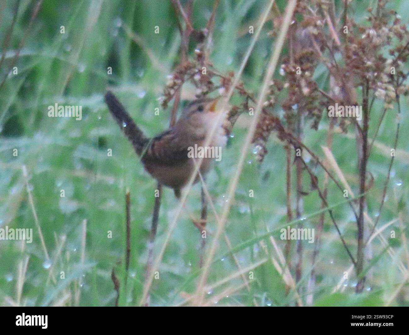Sedge Wren (Cistothorus stellaris), Aves, Kenora, ON P9N 4L2, Canada Stock Photo - Alamy