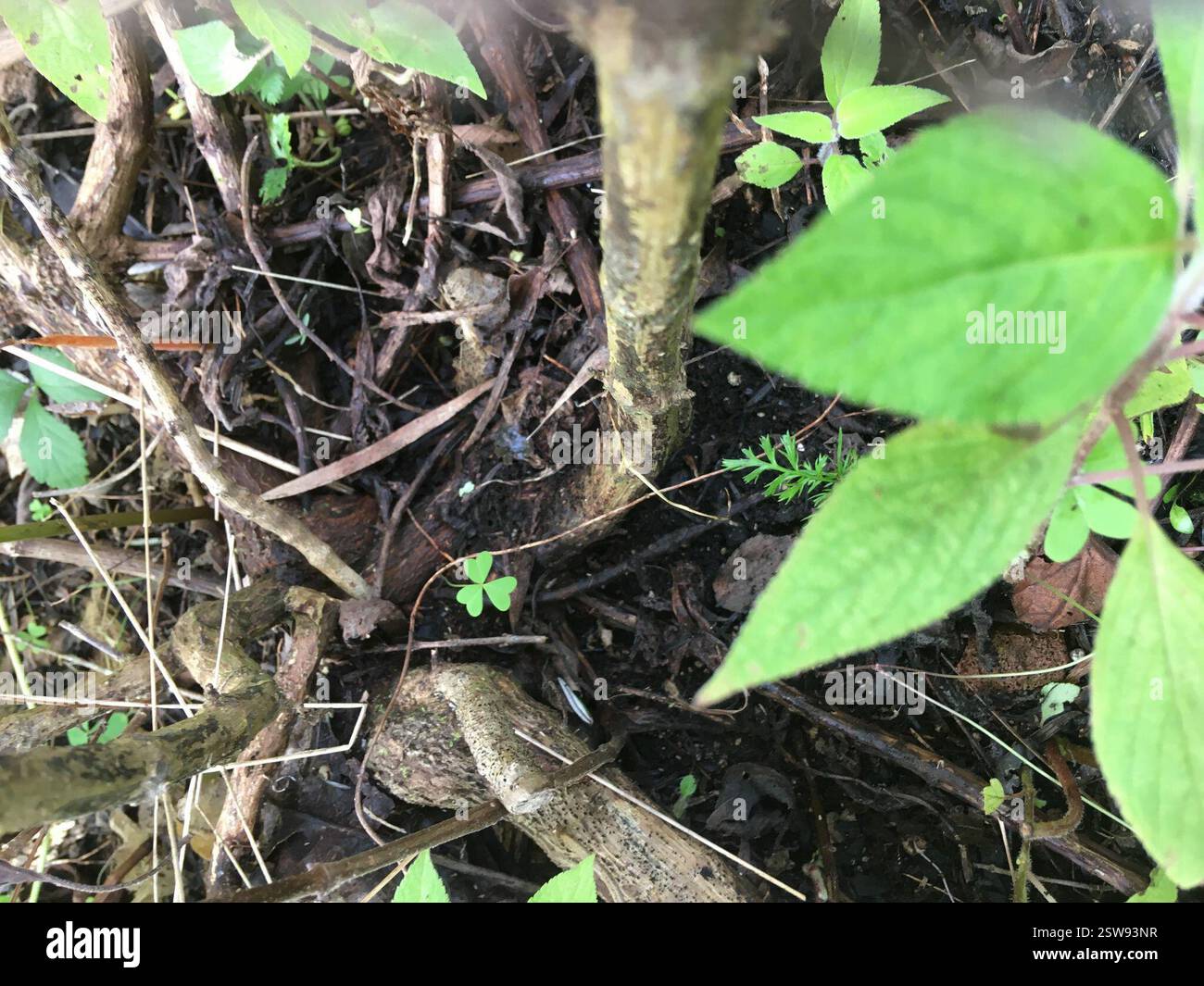 celery pine (Phyllocladus trichomanoides), Plantae, Leigh Reserve ...
