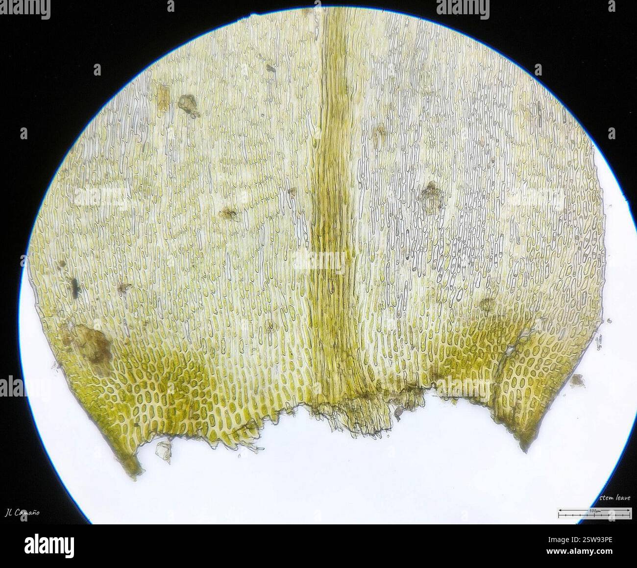 Mouse-tail Moss (Pseudisothecium myosuroides), Plantae, Lugo, Spain, On granite bouder, 430m alt ...