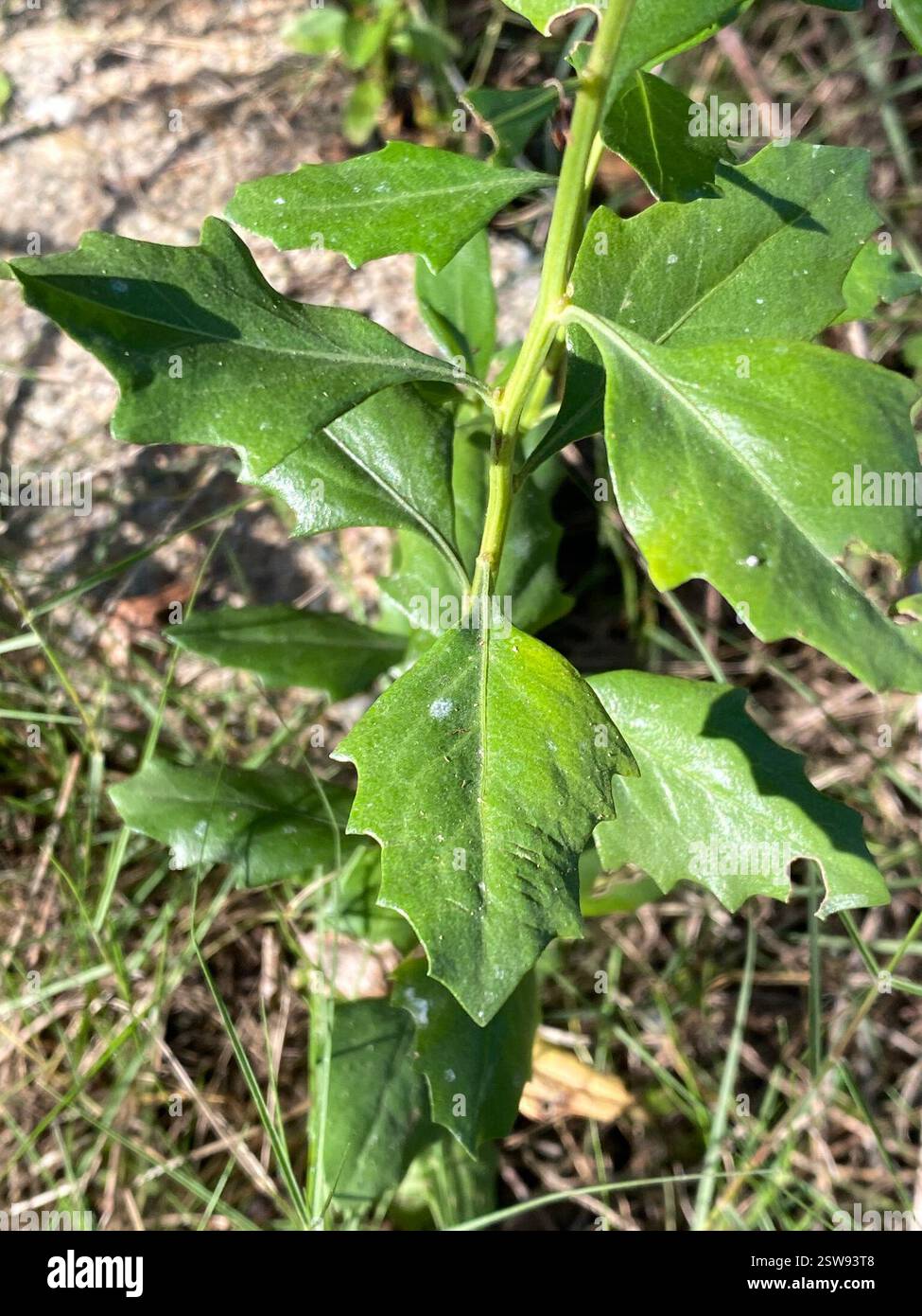 groundsel tree (Baccharis halimifolia), Plantae, Southeast Outer ...