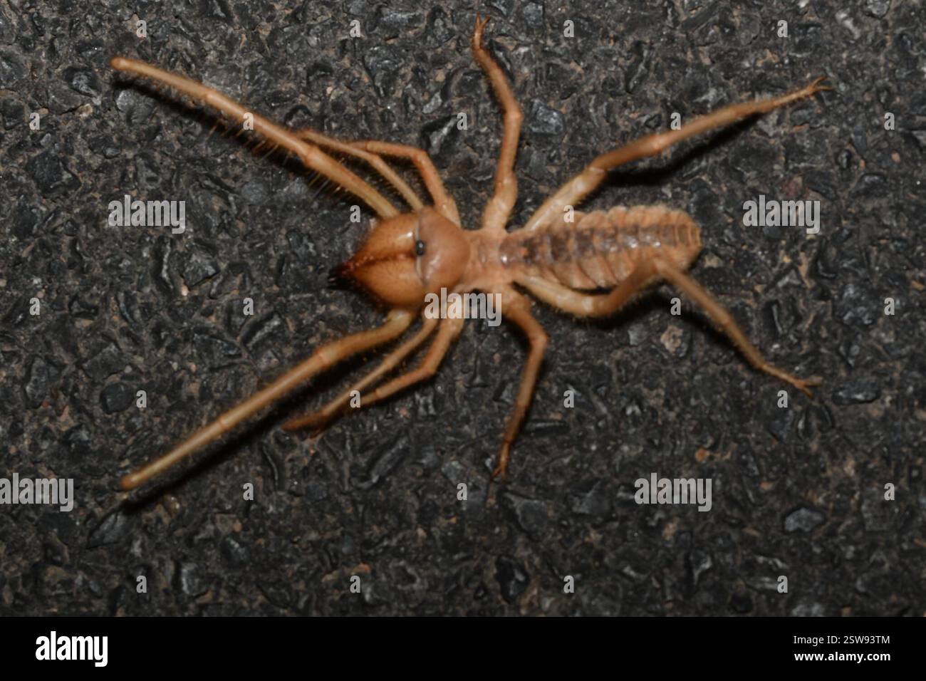 Egyptian Giant Solpugid (Galeodes arabs), Arachnida, Province de ...