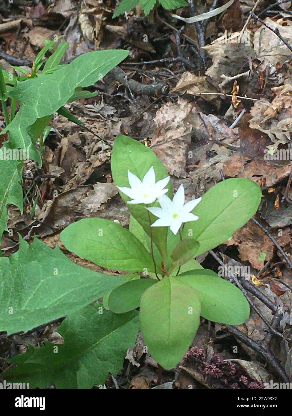 Arctic Starflower (Lysimachia europaea), Plantae, Campbell Creek ...
