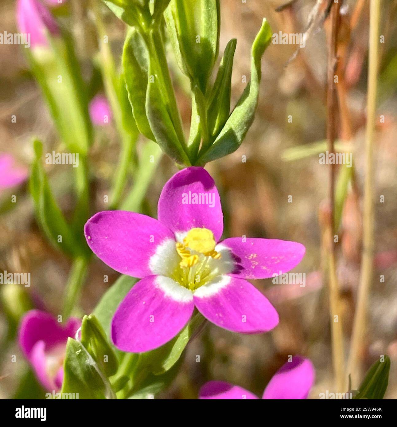Davy's Centaury (Zeltnera davyi), Plantae, Fort Ord National Monument ...