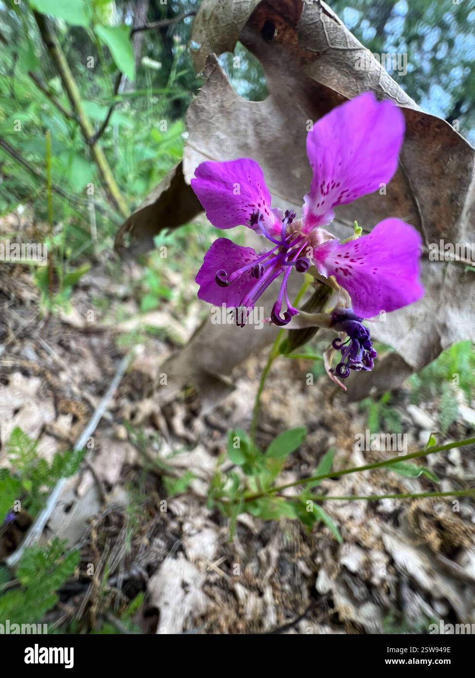 diamond clarkia (Clarkia rhomboidea), Plantae, Ridge Rd, Grass Valley ...