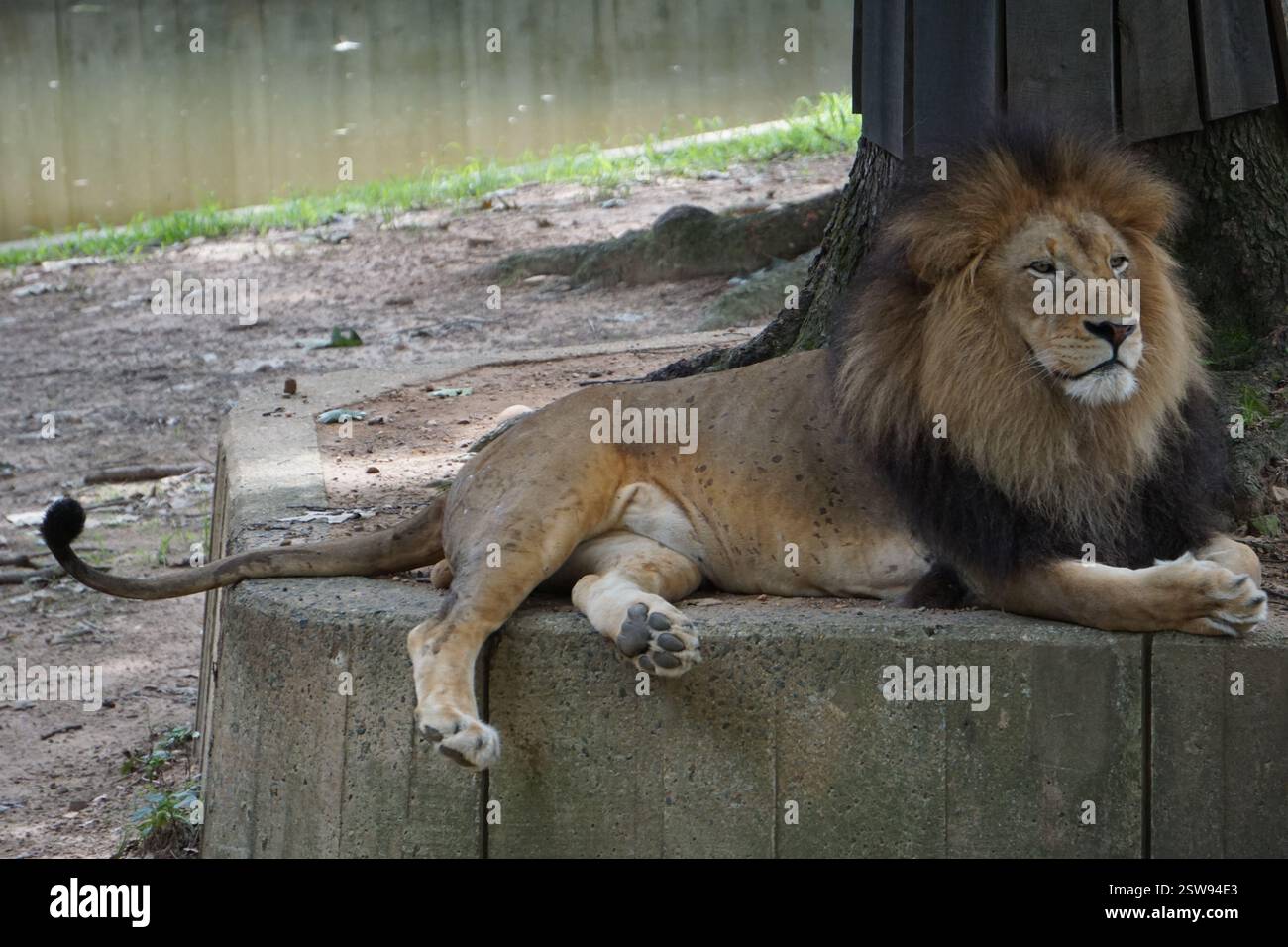 A mighty male African lion with a majestic mane rests in the shade ...