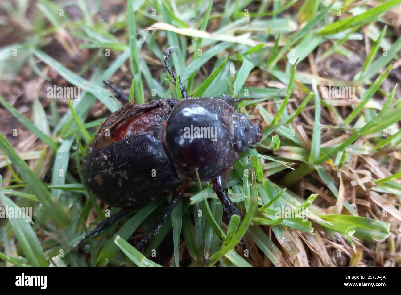 (Heterogomphus), Insecta, Termales Los Volcanes Stock Photo - Alamy