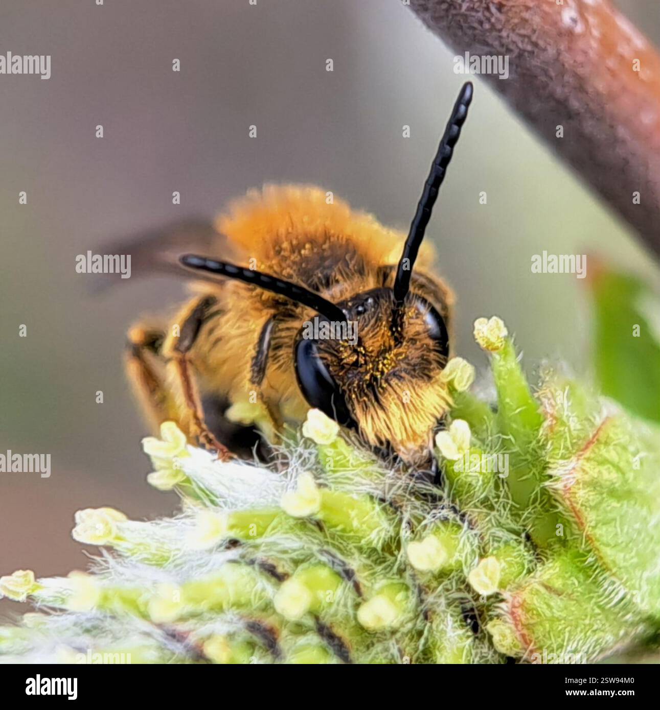 early-mining-bee-andrena-haemorrhoa-insecta-lincoln-uk-stock-photo