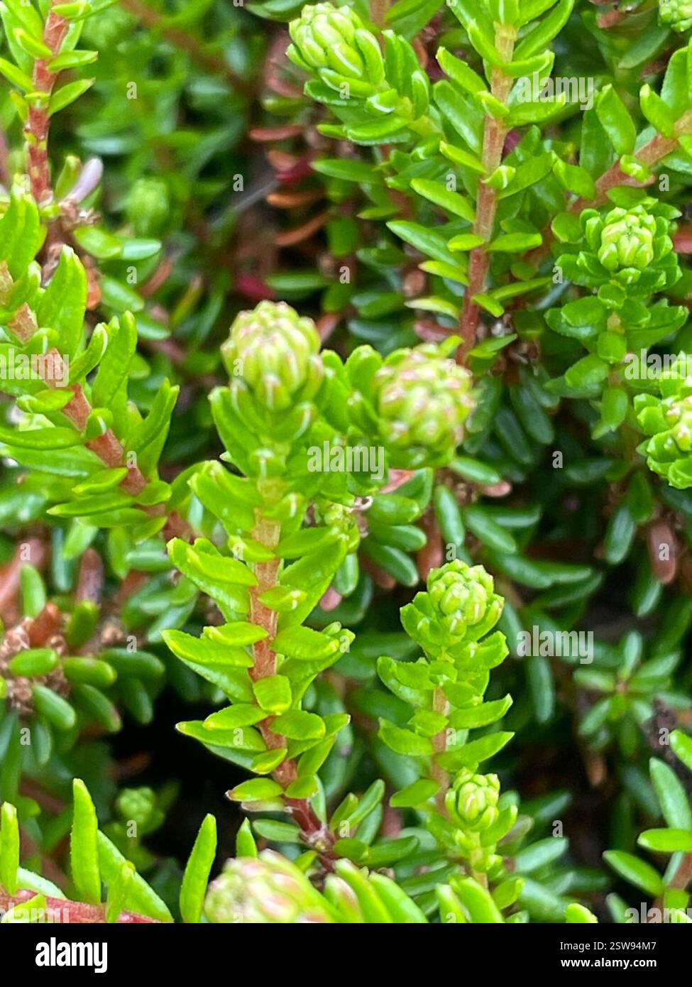 black crowberry (Empetrum nigrum), Plantae, Peterhead South and Cruden ...