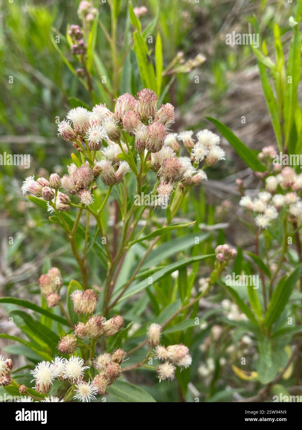 mule fat (Baccharis salicifolia), Plantae, Henry W. Coe State Park ...