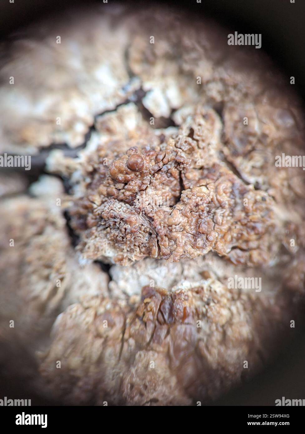 (Physaraceae), Protozoa, Ithaca, NY, Ithaca, NY 14850, USA Stock Photo ...