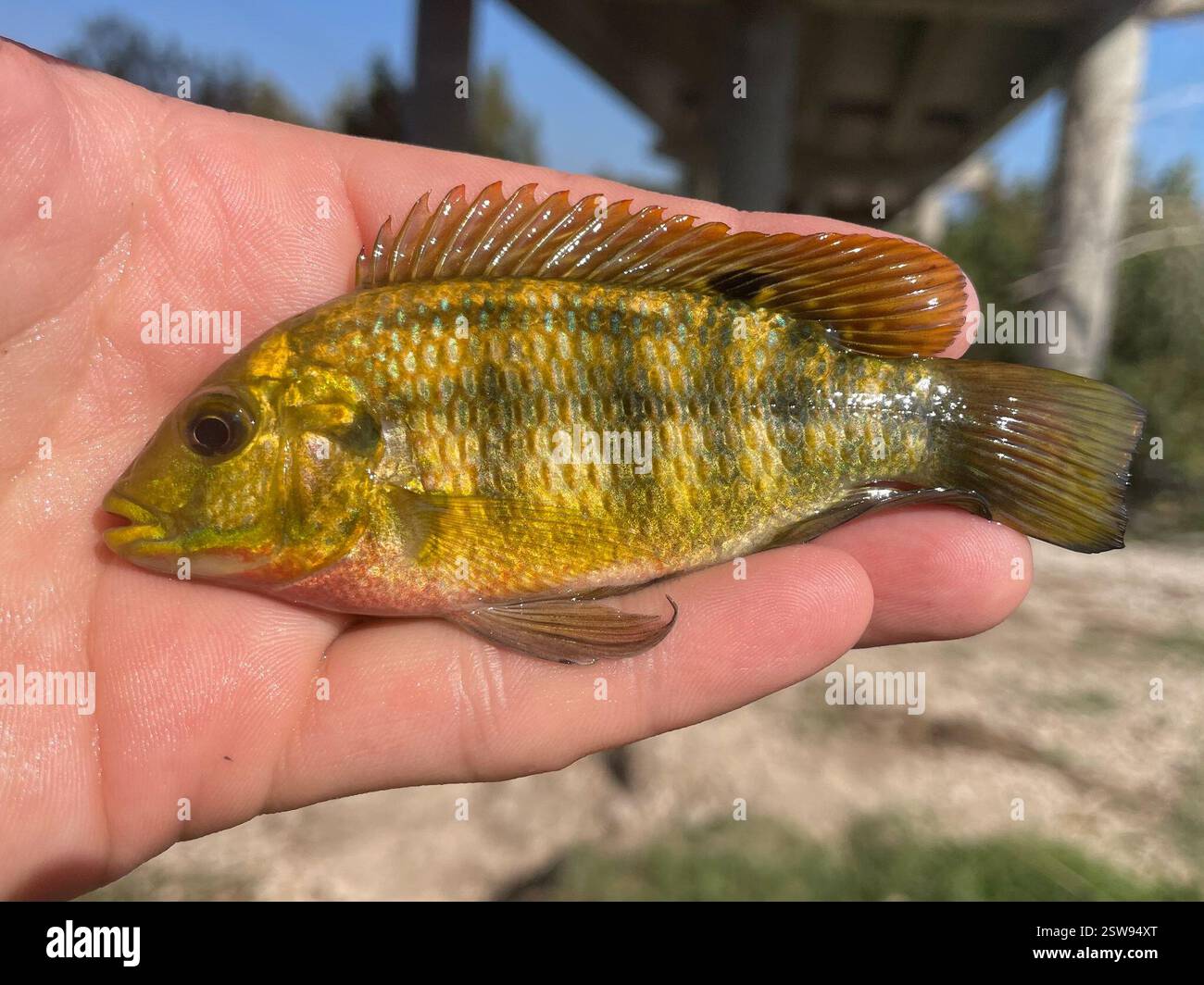 Redbelly Tilapia (Coptodon zillii), Actinopterygii, SH-55, Camp Wood, TX, US Stock Photo - Alamy