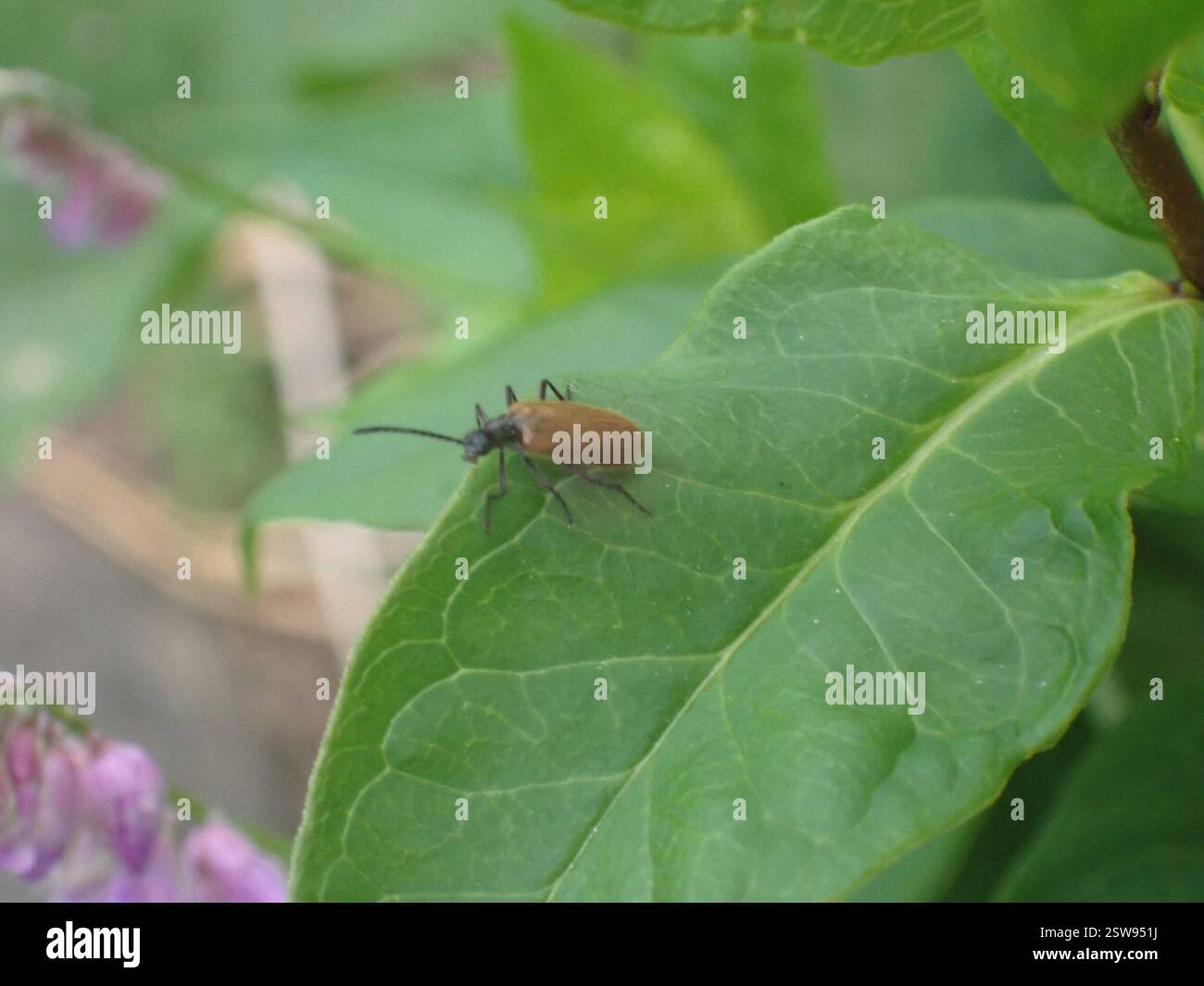 Rough-haired Lagria Beetle (Lagria hirta), Insecta, Viljandi, EE Stock ...