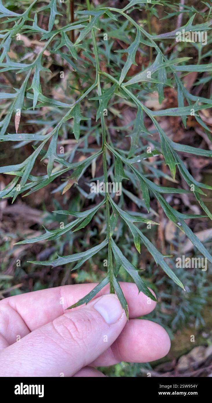 Crinkle Bush (Lomatia silaifolia), Plantae, Blue Mountains, AU-NS, AU ...