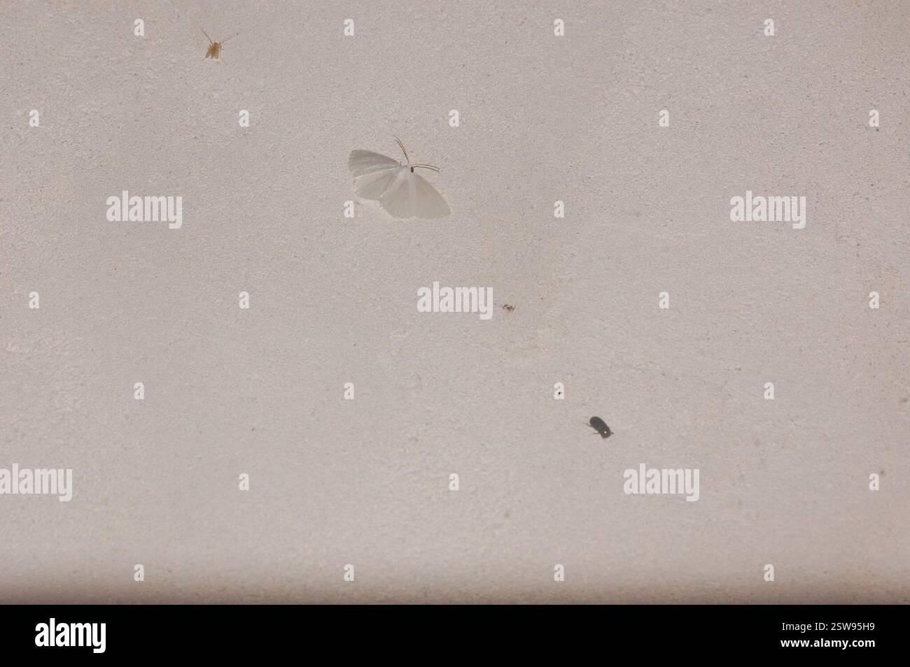 White Spring Moth (Lomographa vestaliata), Insecta, moth light 102 ...