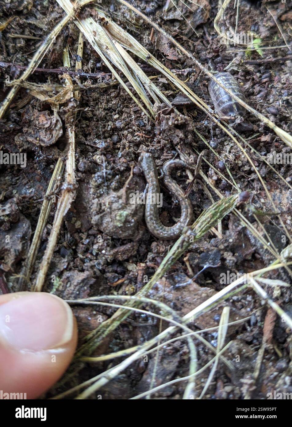 Black-bellied Slender Salamander (Batrachoseps nigriventris), Amphibia ...