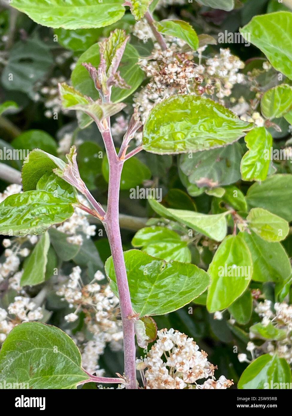 coast whitethorn (Ceanothus incanus), Plantae, Fort Ord National ...