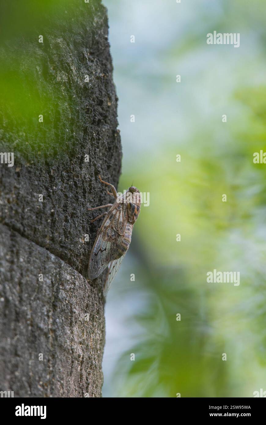 Orangewing Cicadas (Platypleura), Insecta, Panchkula, Haryana, India ...