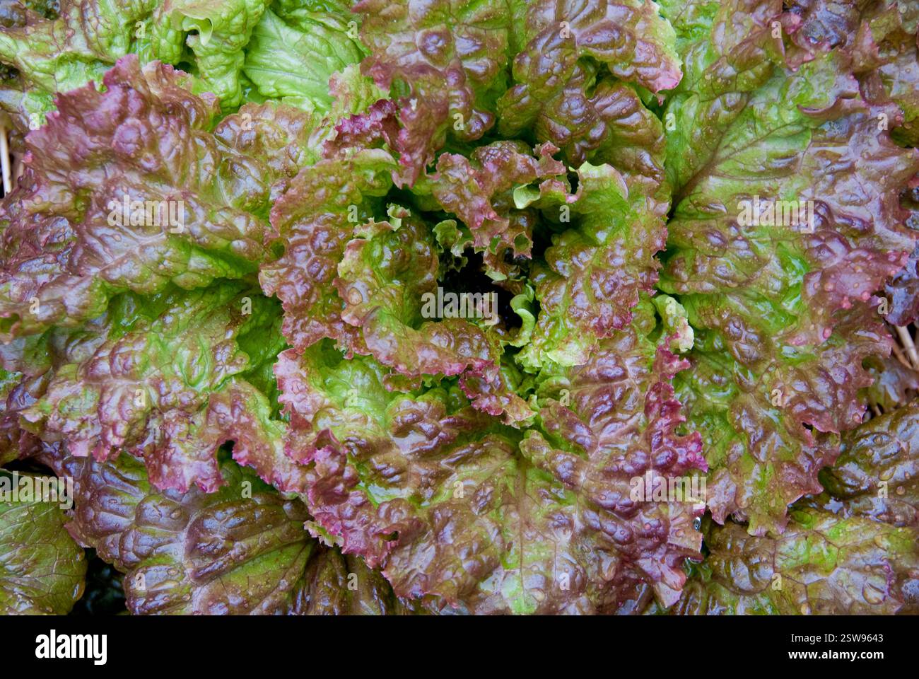 organic red looseleaf lettuce grown in a home vegetable garden in the ...