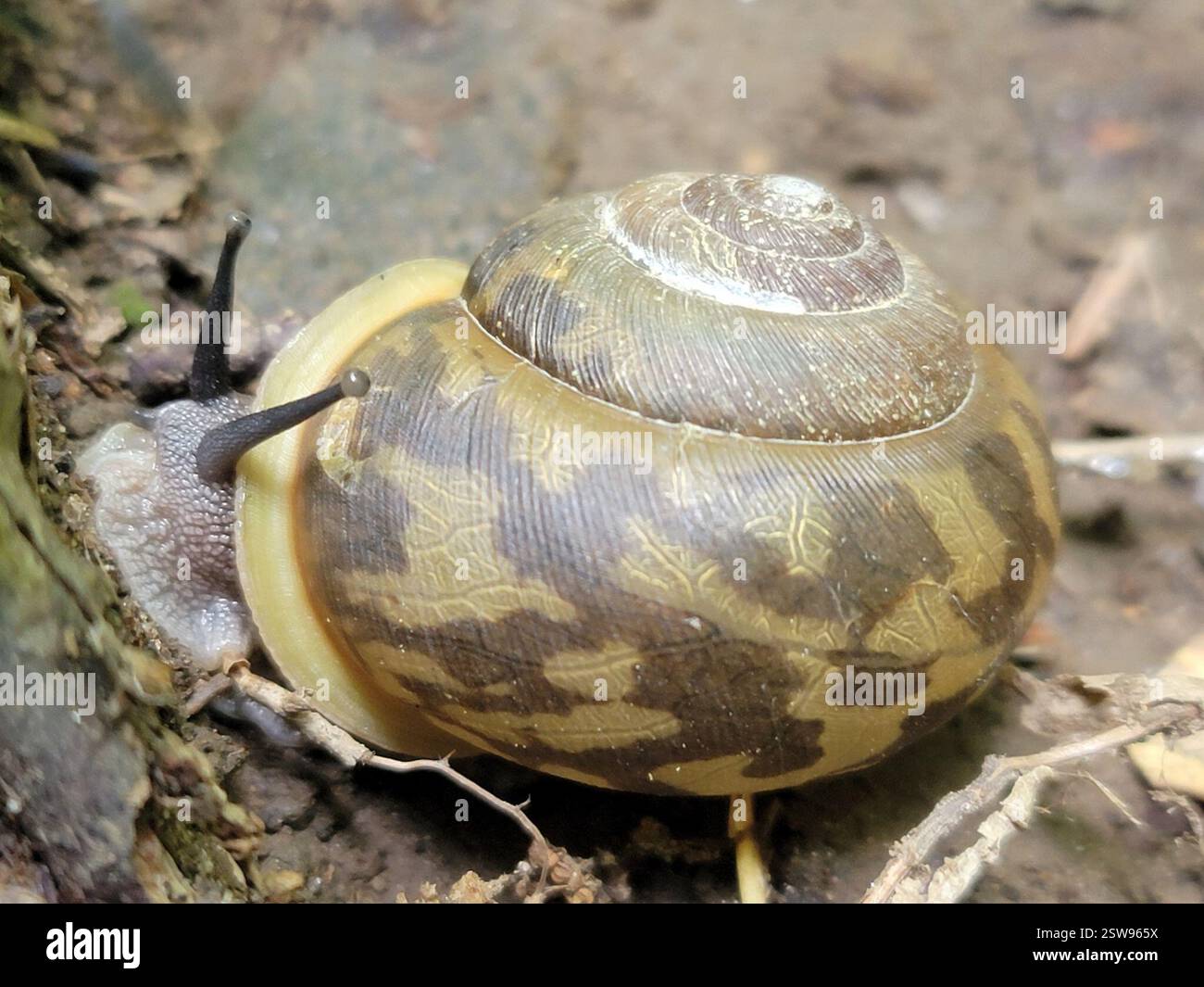 White-lip Globe Snail (Mesodon thyroidus), Mollusca, Hiawassee, GA ...
