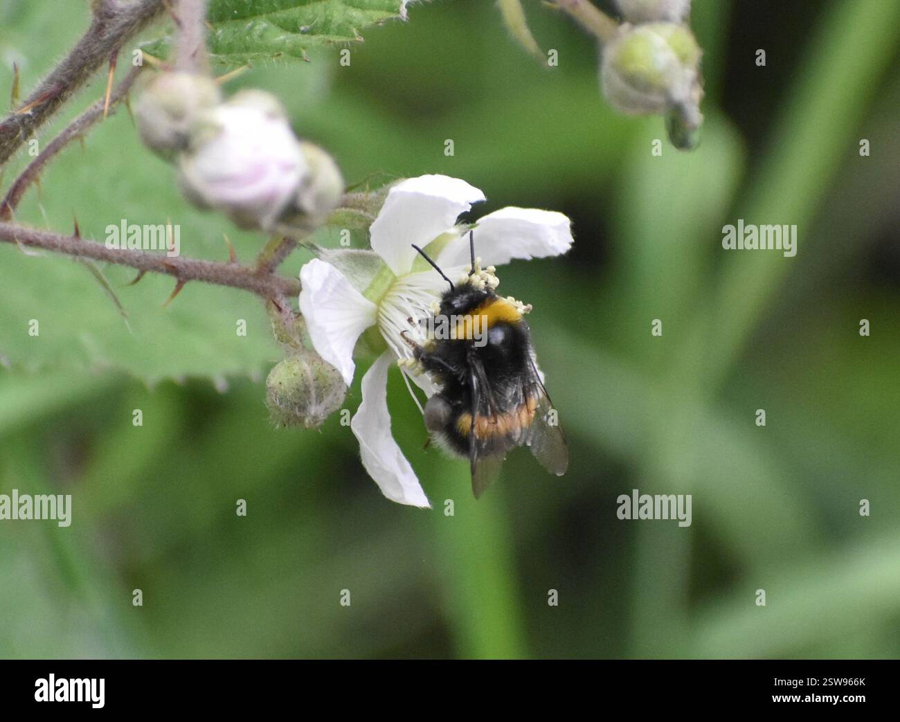 Bumble Bees (Bombus), Insecta, Commercial Rd Gilbert Mount, Kirkstall ...