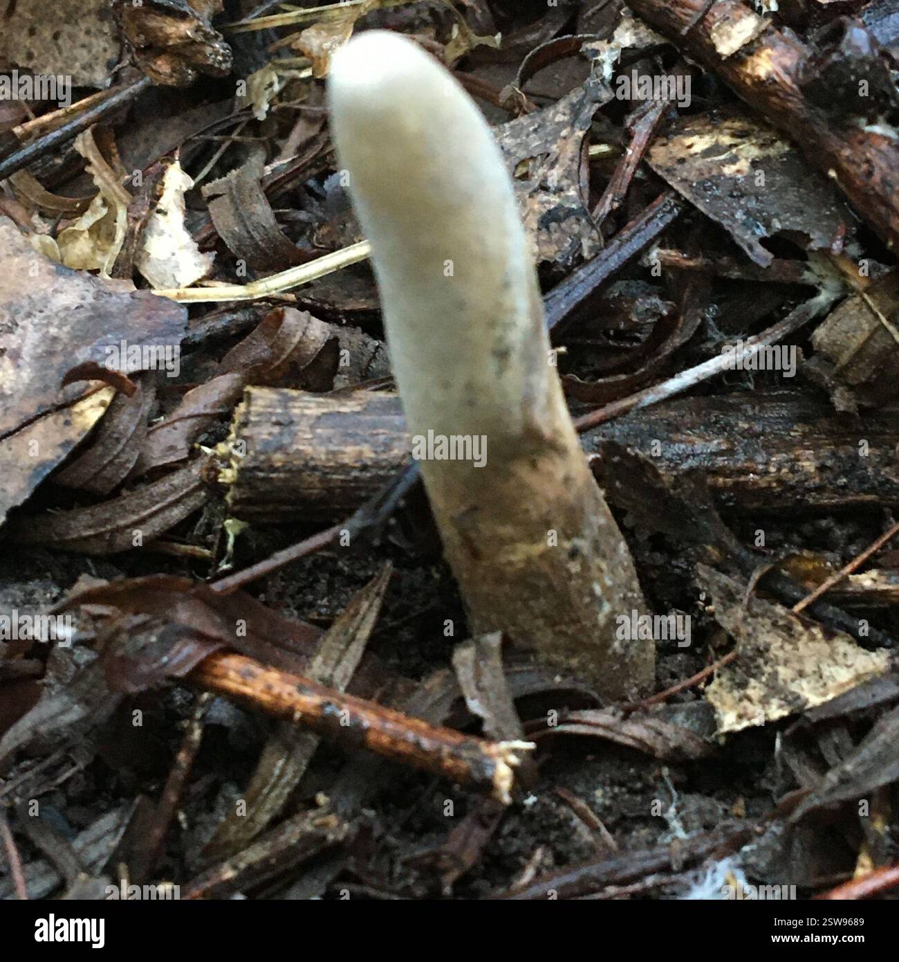 Fawn vegetable Caterpillar (Cordyceps hawkesii), Fungi, Victoria, AU ...