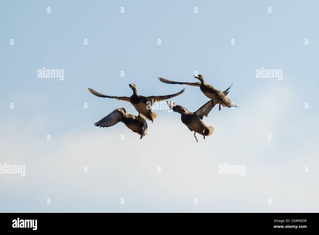 Close up four ducks hi-res stock photography and images - Alamy