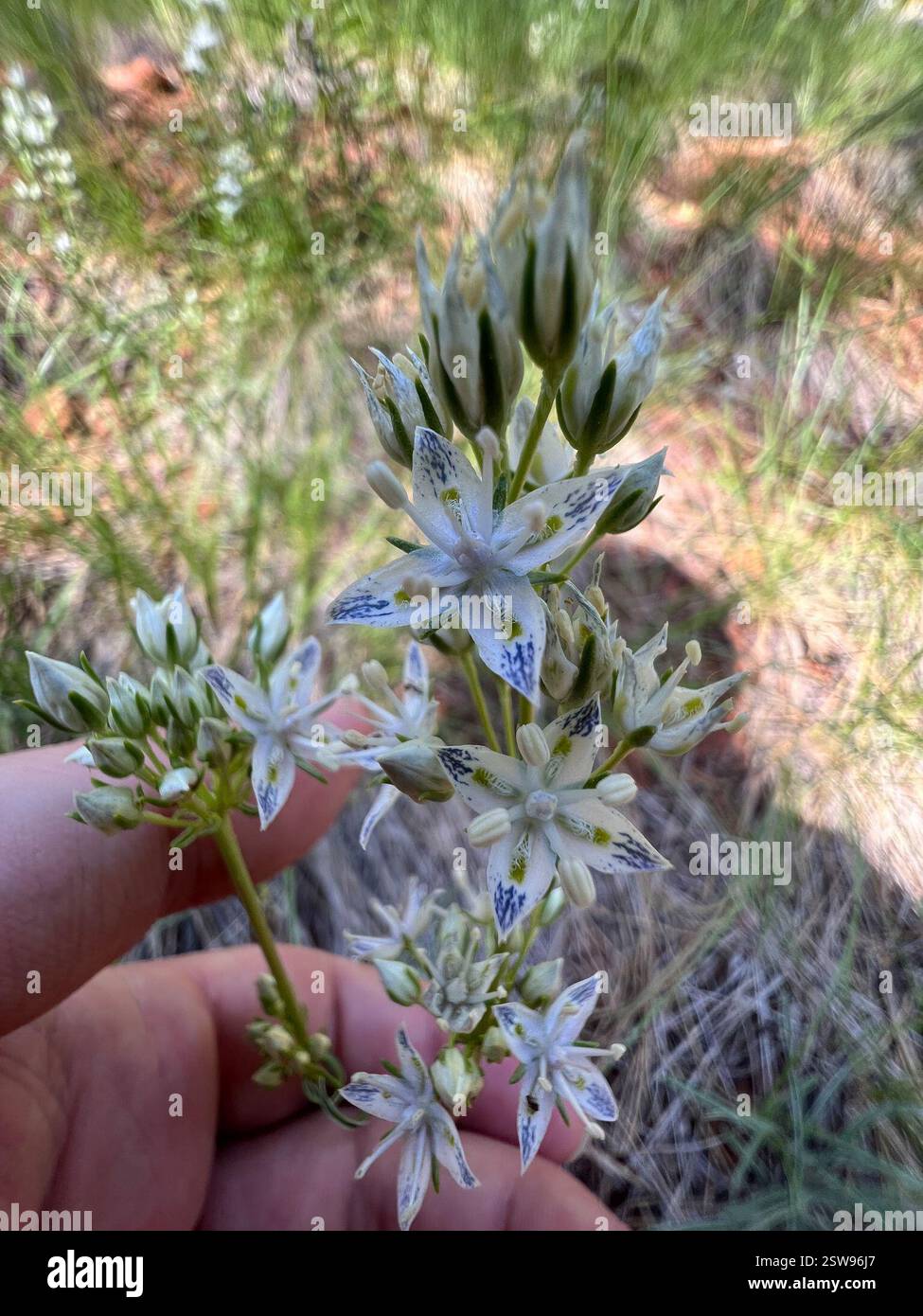 whitestem frasera (Frasera albicaulis), Plantae, Castle Crags ...