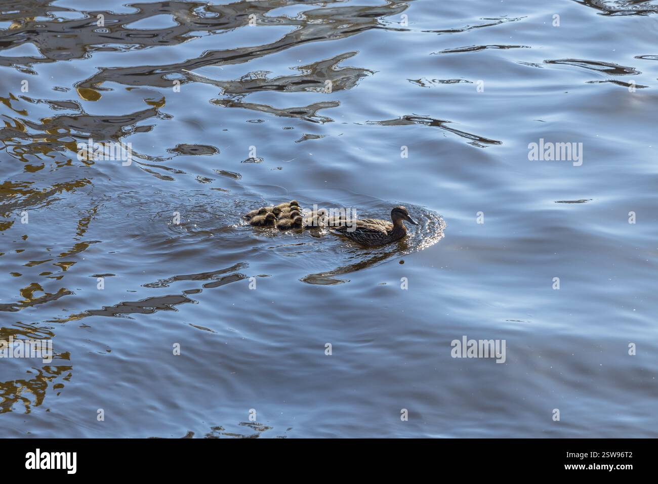 Duck ducklings float on river hi-res stock photography and images - Alamy