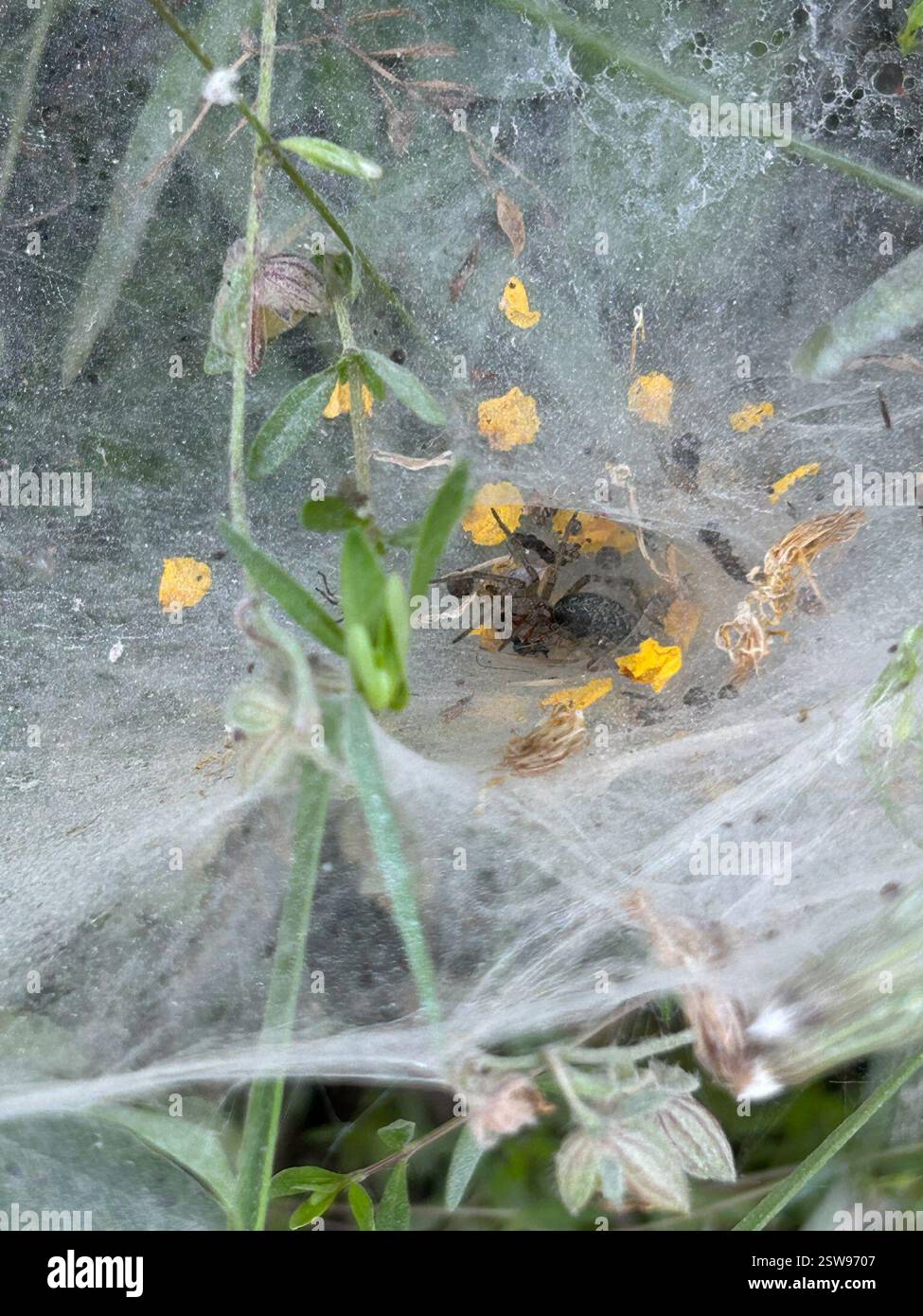 Labyrinth spider (Agelena labyrinthica), Arachnida, Bucine, Toscana, IT ...