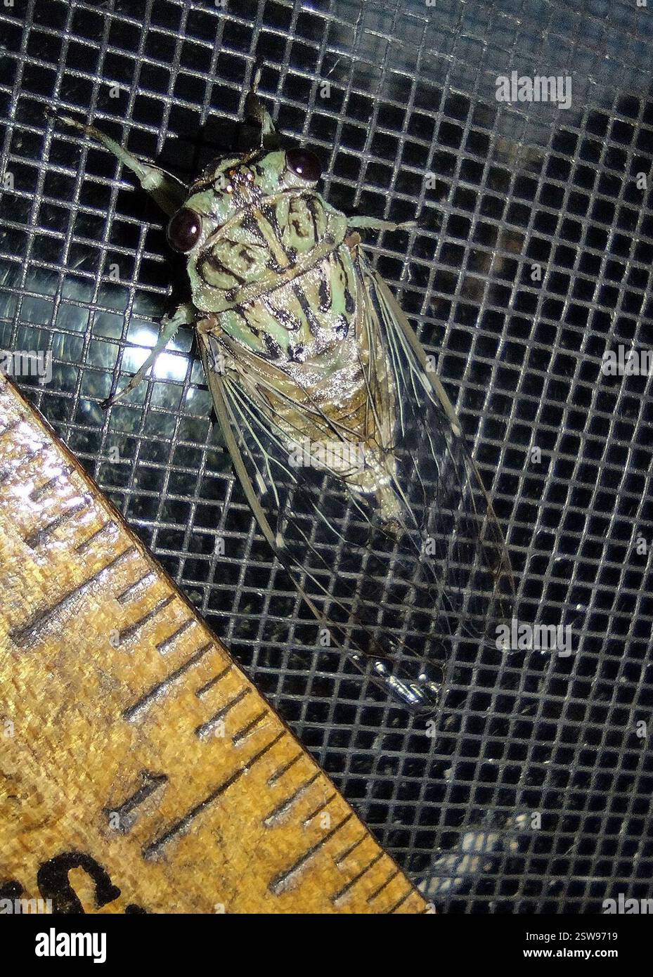 Hieroglyphic Cicada (Neocicada hieroglyphica), Insecta, Texas, US, This ...
