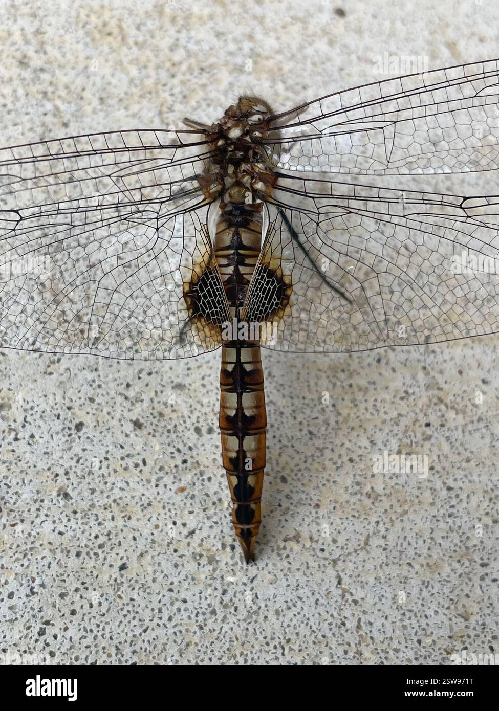 Spot-winged Glider (Pantala hymenaea), Insecta, Pintail Ln, Natchez, MS ...
